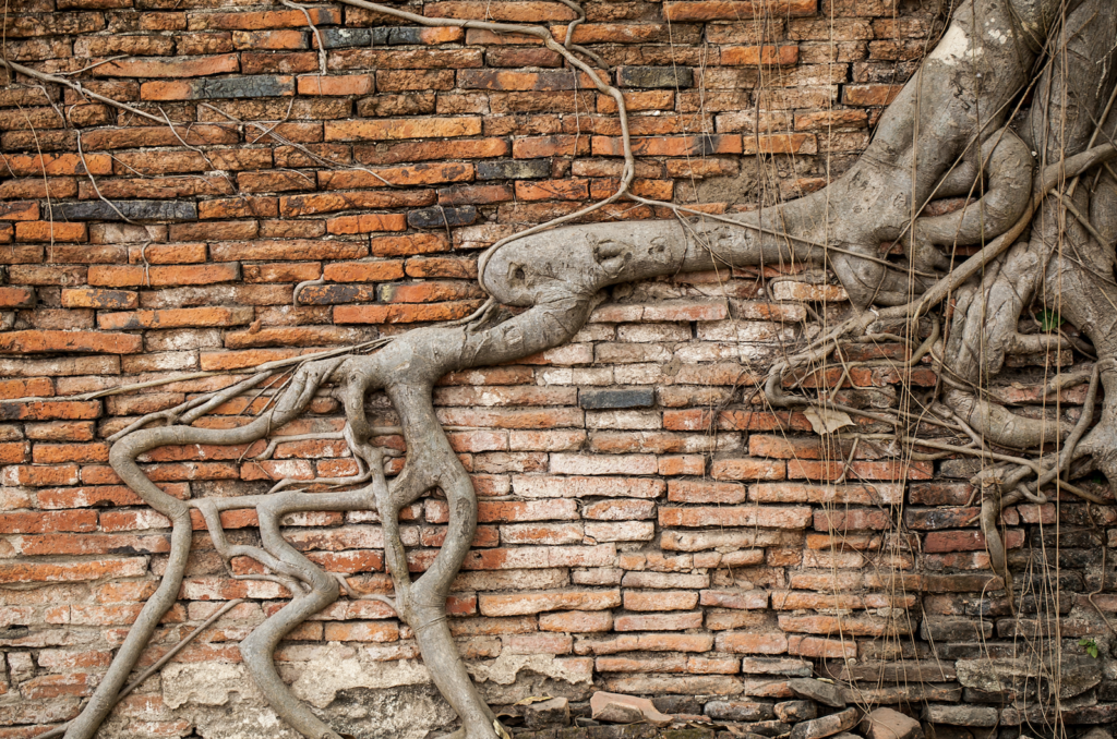 When Tree Roots Attack! - RES Inspections
